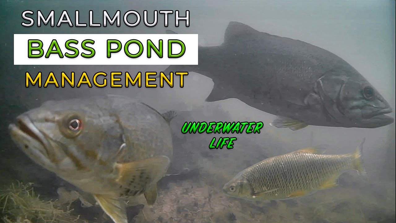 Raising SMALLMOUTH BASS with Golden Shiners - Pond Fish Sampling with ...
