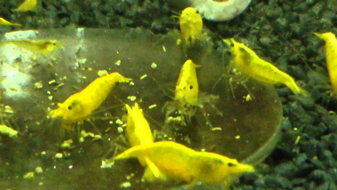 yellow neon shrimp - by "Seba-shrimp" - YouTube
