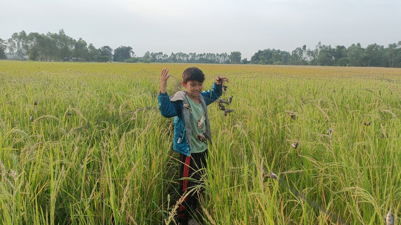 Trúng mánh bầy chim ri - YouTube