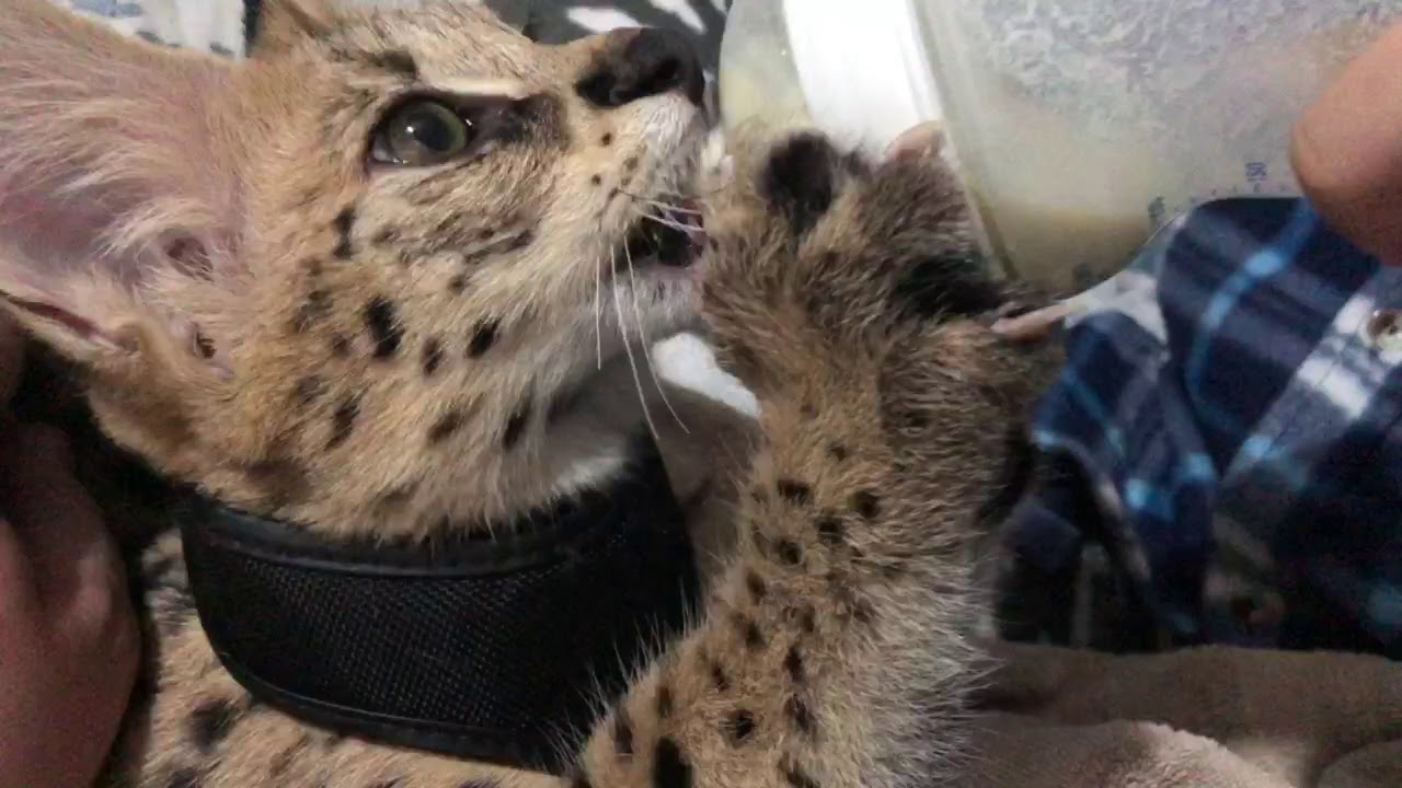 Legolas the Serval Cat, taking his dinner 🦁.Bottle fed Serval/Purring ...
