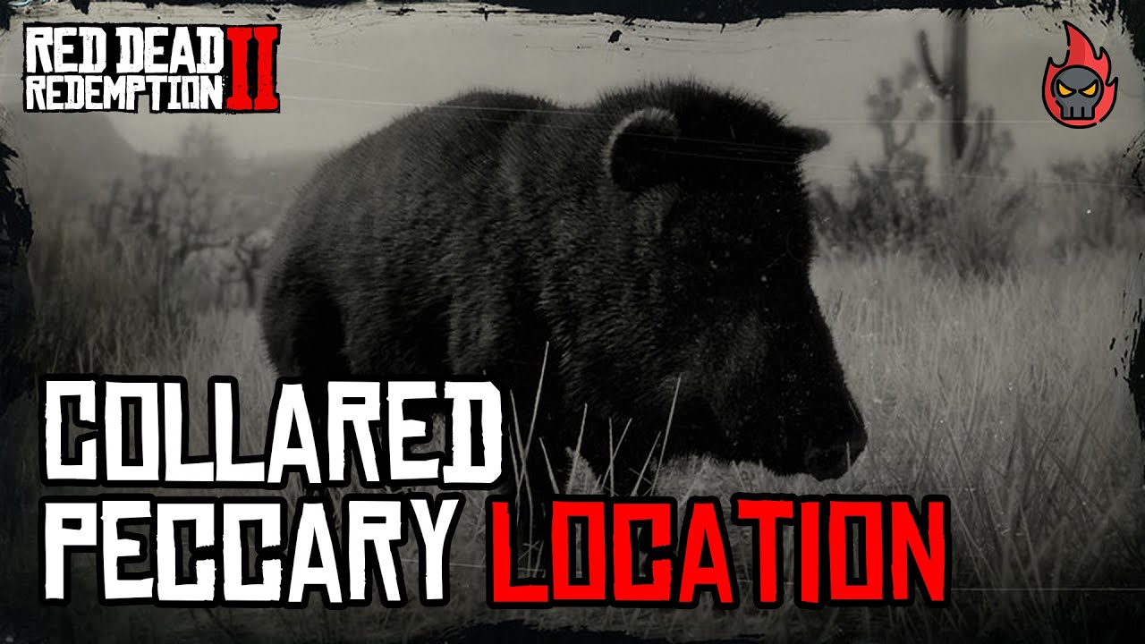 Collared Peccaries skinned - Collared Peccary Location Red Dead Online ...