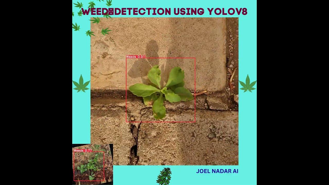 Weed Detection Using Yolov8 Yolov8 Yolov5 Yolov7 Youtube