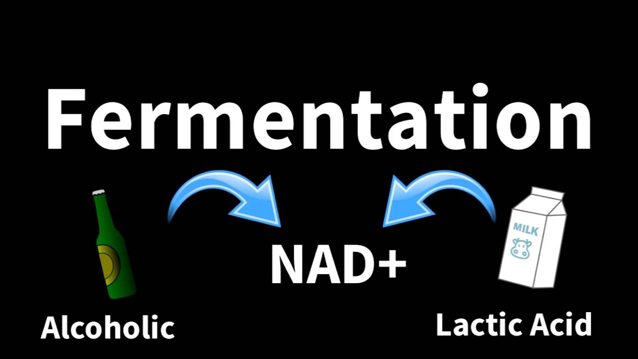 Cellular Respiration Rap - YouTube