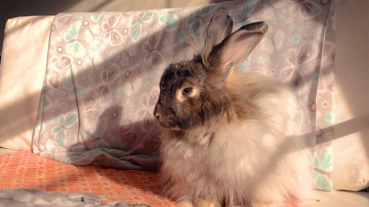 Angora Rabbit Grooming in a Sunbeam, Relaxing - YouTube