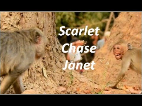 because Janet still disturb Mom Jane mom scarlet chase Janet far away from Jane