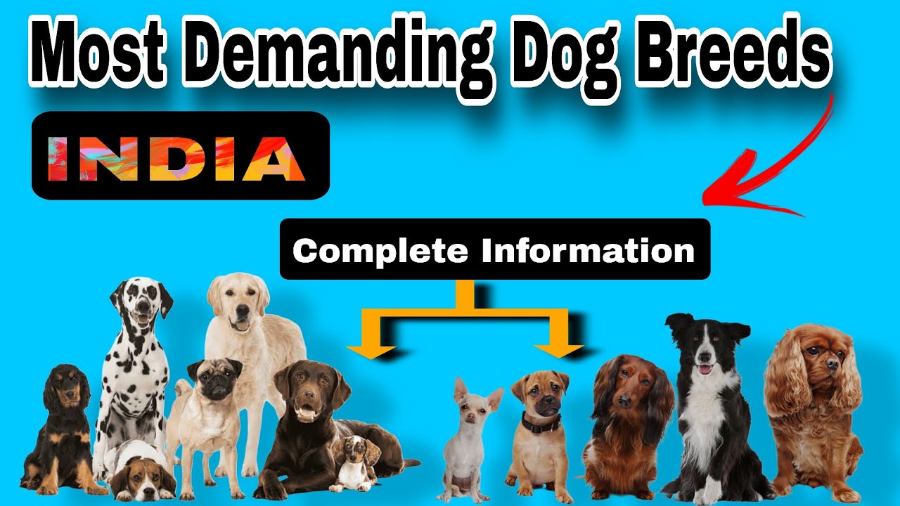 Most Demanding Dog Breeds in India || भारत में सबसे ज्यादा पाले जाने ...