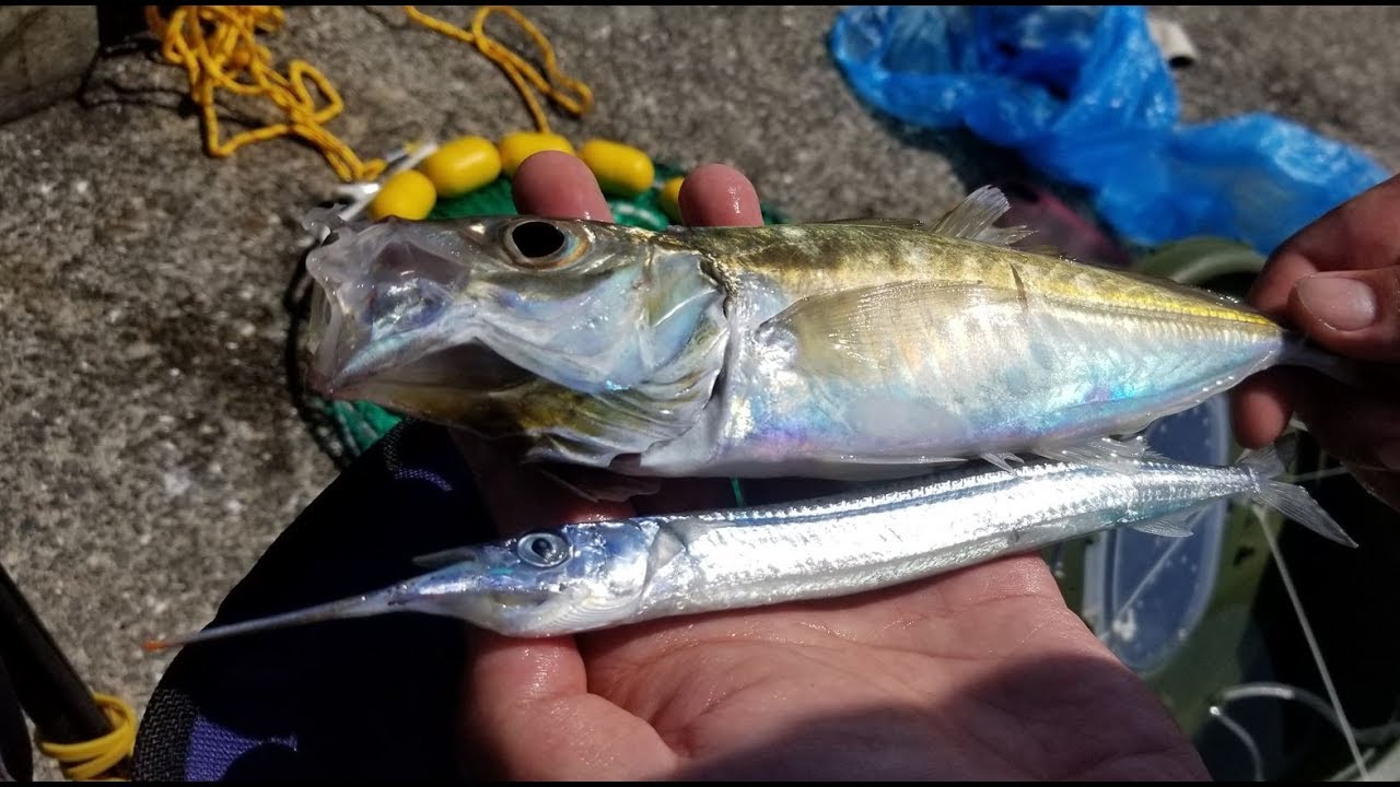 NZ Basic Fishing | Wharf | Sabiki Fishing for Baitfish - YouTube