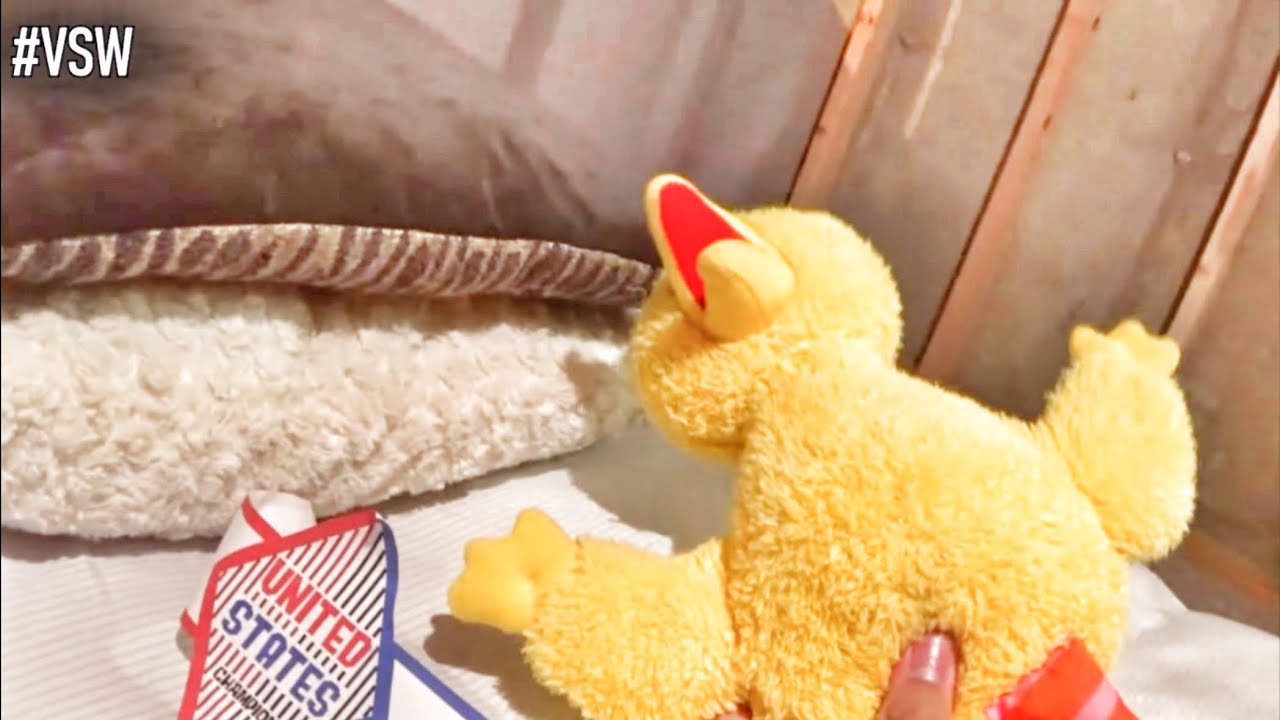 Big Bird becomes United States Champion in SURPRISE win | VSW Spike ...