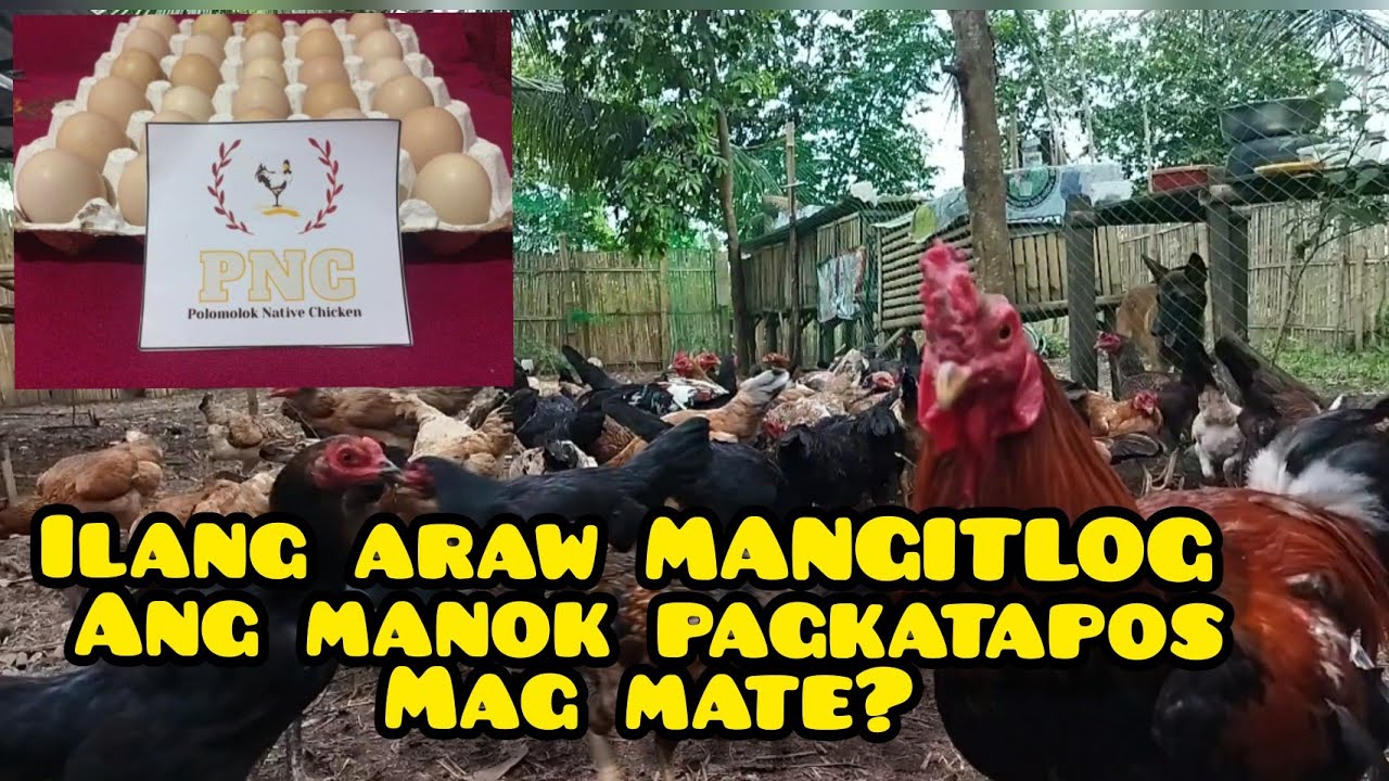 ILANG ARAW BAGO MANGITLOG ANG MANOK | NATIVE CHICKEN - YouTube