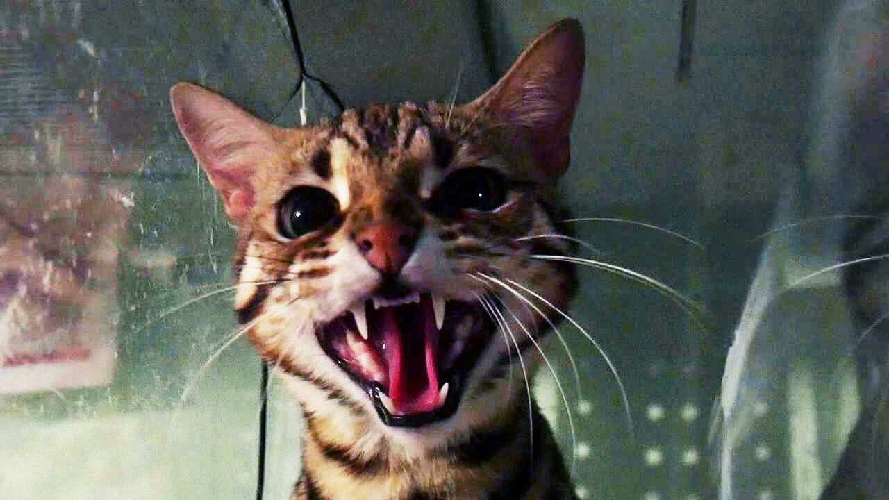 НЕВЕРОЯТНАЯ МИЛОТА С БЕНГАЛЬСКИМ КОТОМ! - YouTube