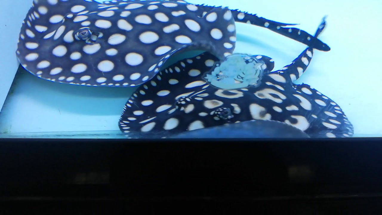 Black Diamond Stingray pups - YouTube