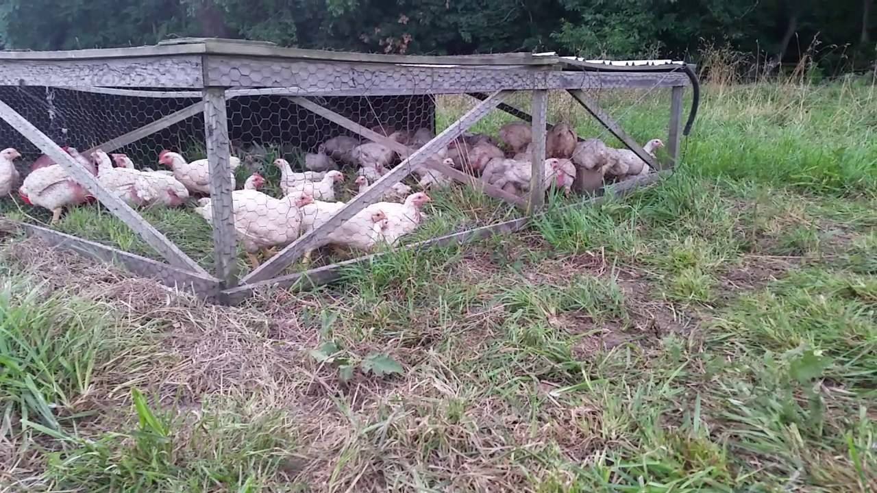 Improved pastures with twice a day moves. - YouTube