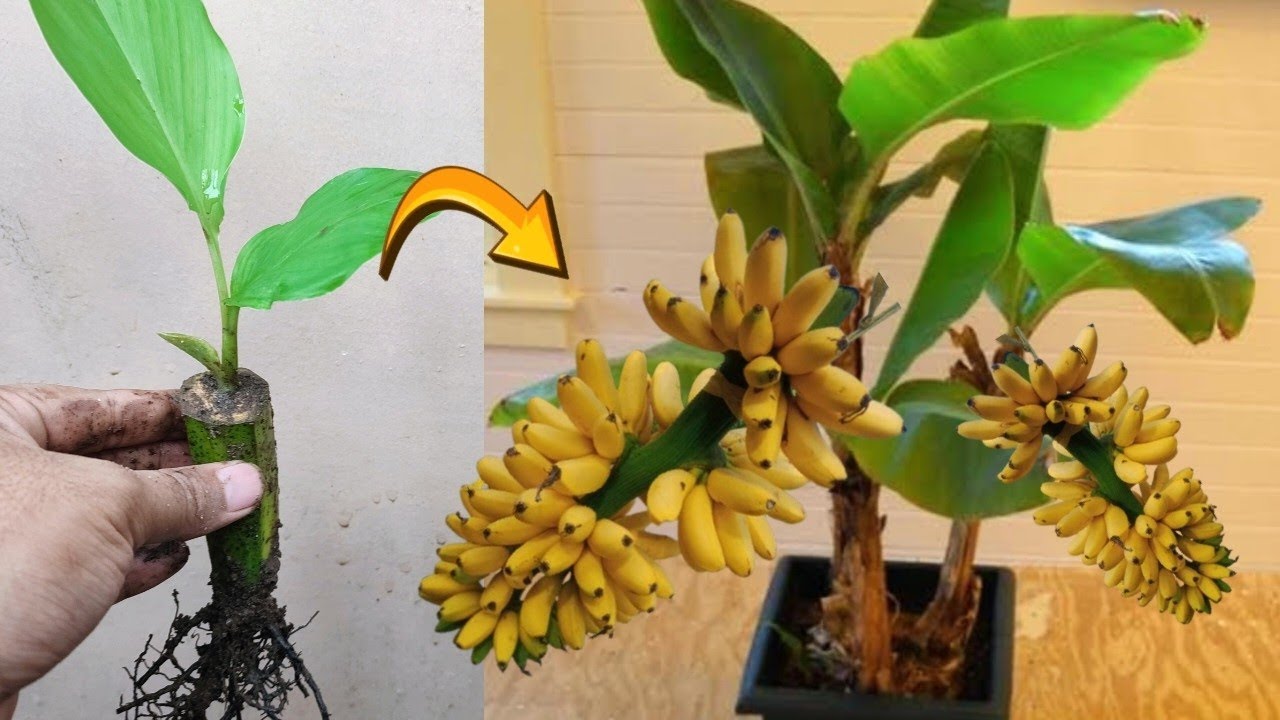 Best Skills: How to grow Bananas with banana fruit 100% Amazing!! - YouTube