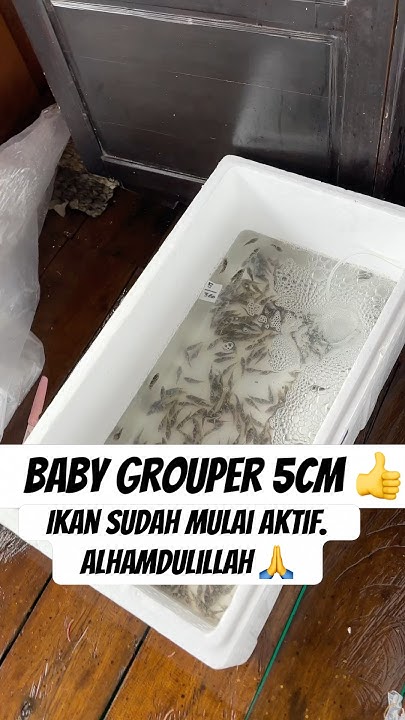 Pnampakan jelas‼️bayi ikan Kerapu cantang ukuran 5cm #kerapucantang #ikankerapu #budidayaikan ...