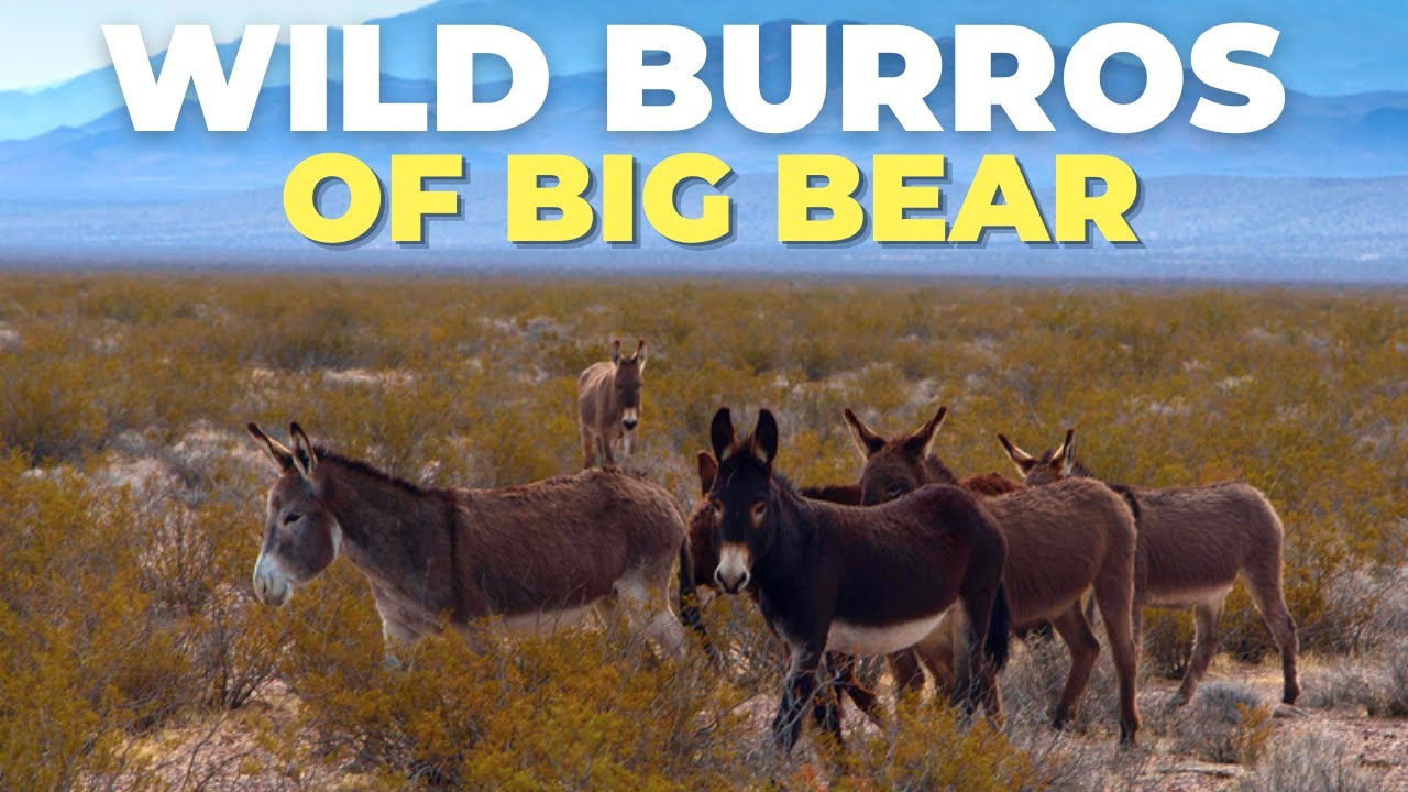 The Story of the WILD BURROS of Big Bear, California - YouTube