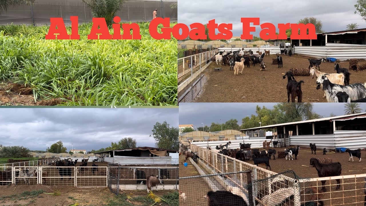 Al Ain Goats Farm 2024 | UAE Al Ain Goats Farming - YouTube