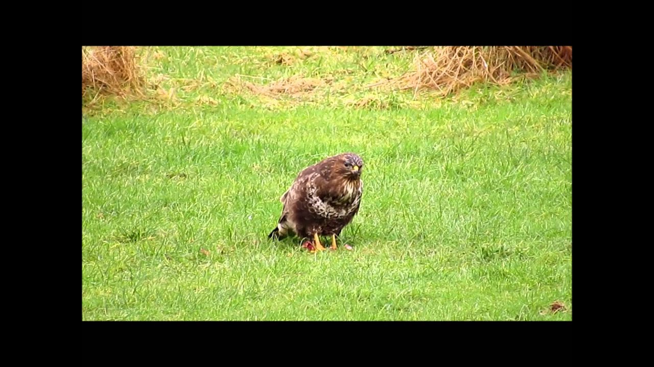 Buzzard v Red Kites - YouTube
