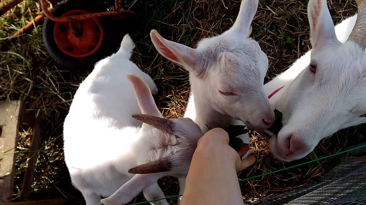 How to befriend a goat. - YouTube
