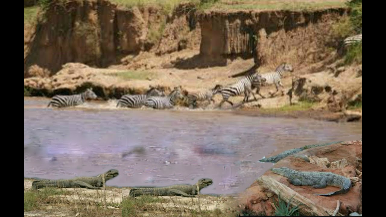 Zebra Epic Migration[Nature Documentary]HD - YouTube