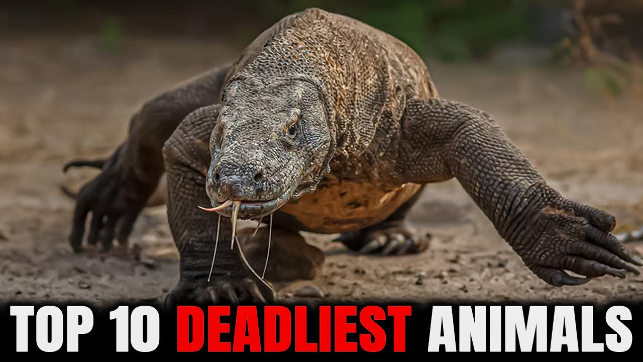 Top 10 Most Deadliest Animals in the World - YouTube