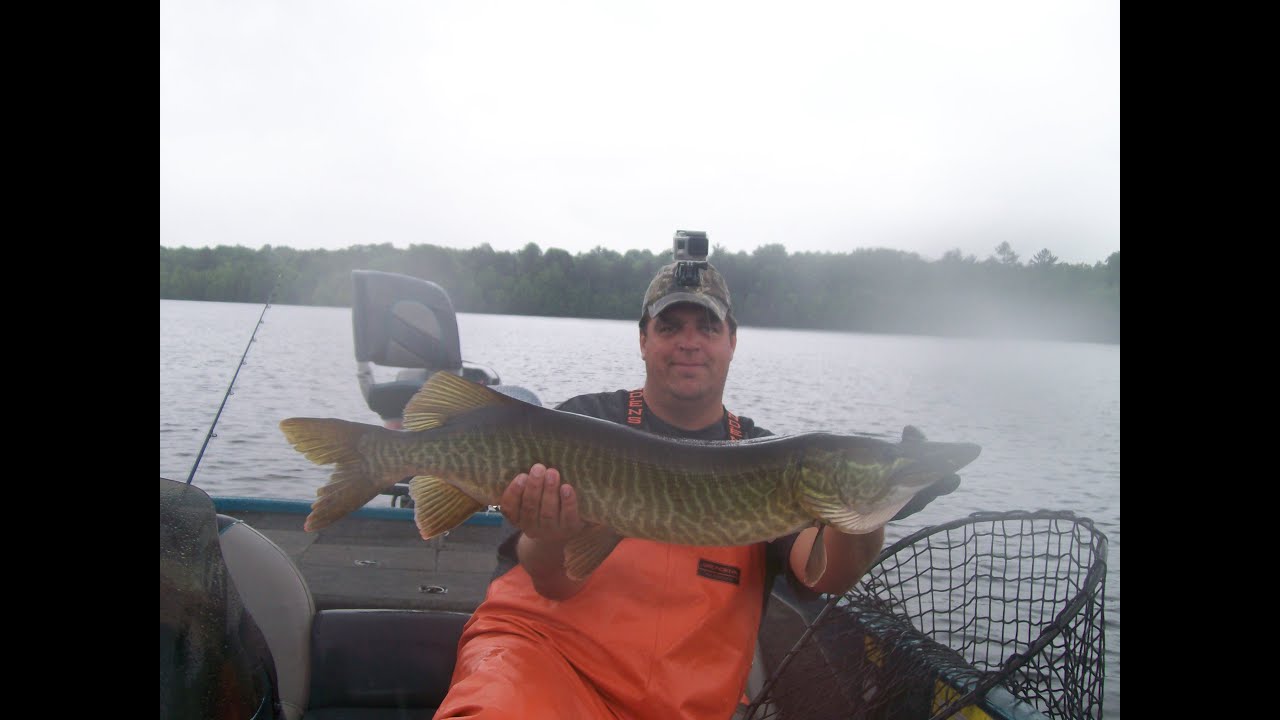 38.5 inch tiger musky 7-6-15 - YouTube