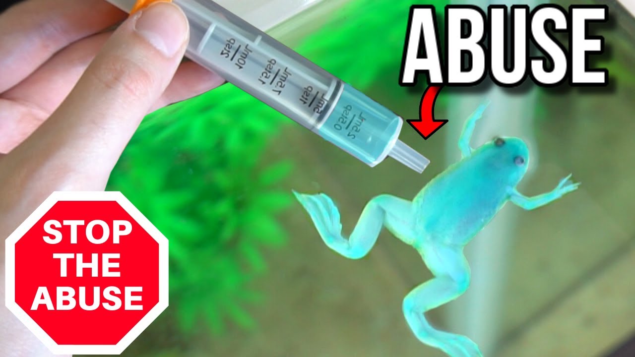 HELP ! POISONOUS DYE INJECTED Into FROGS is ANIMAL ABUSE! (SAD) - YouTube