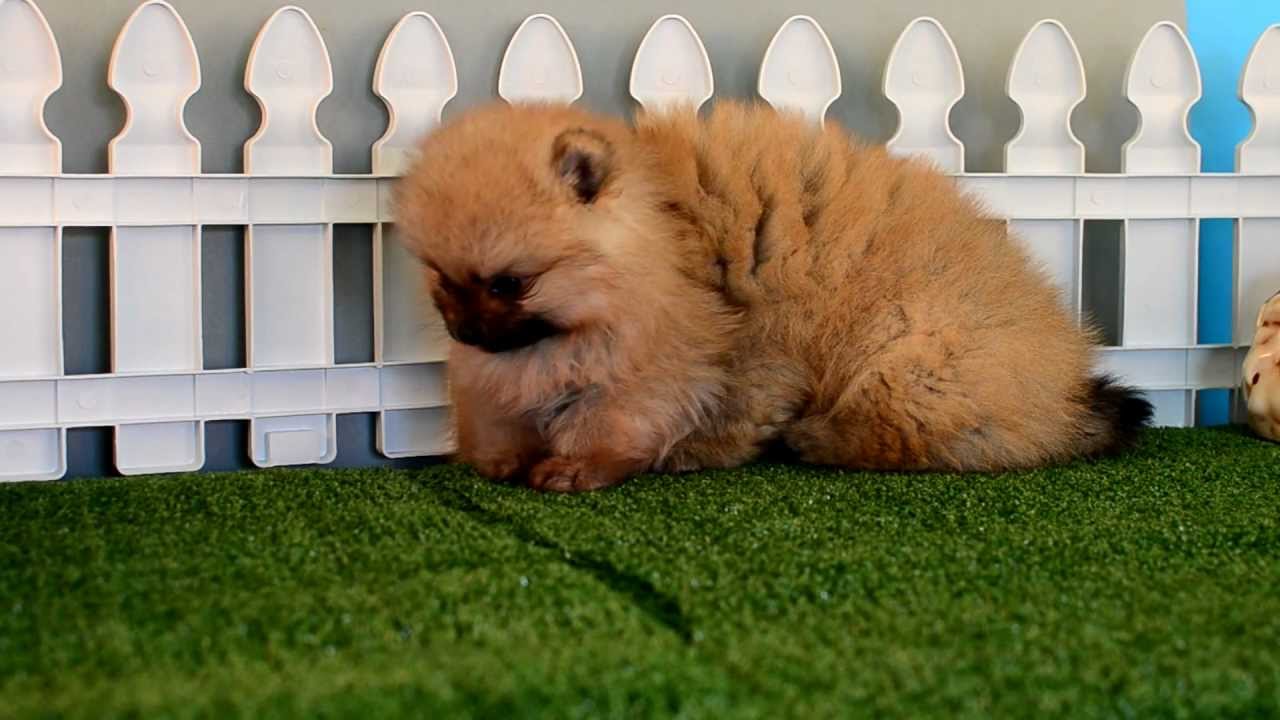 "Raia-Dogs" предлага малки кученца - померани . - YouTube