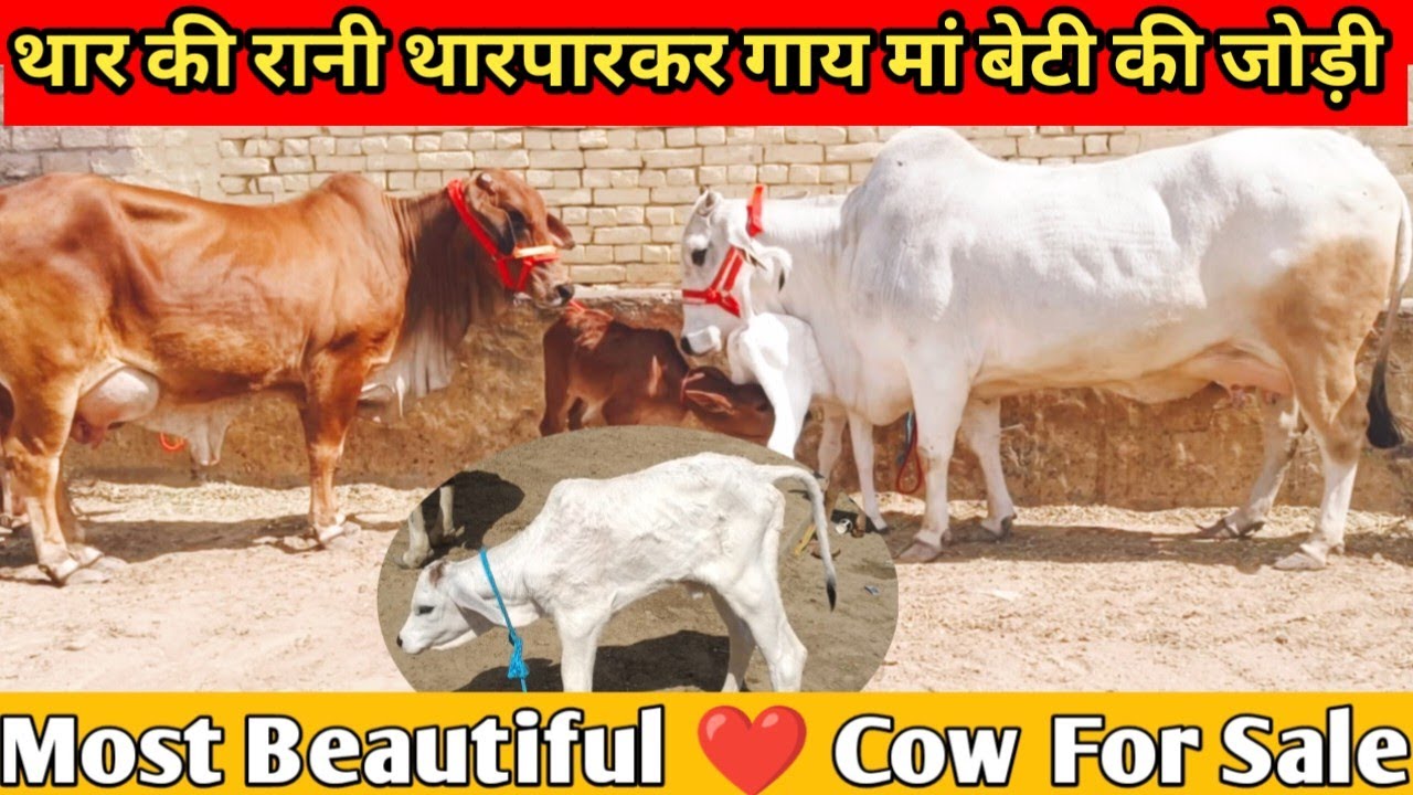 Most Beautiful ️ थारपारकर गाय Famous Cow Breed 6 top quality Sahiwal ...
