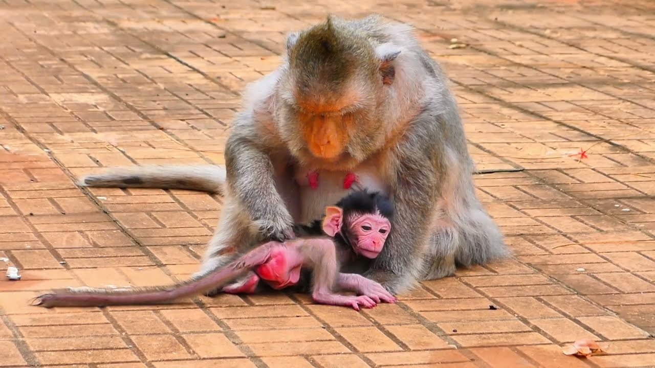 Newborn Baby Girl of Monkey BERRY Surprises Everyone by Walking Just 6 ...