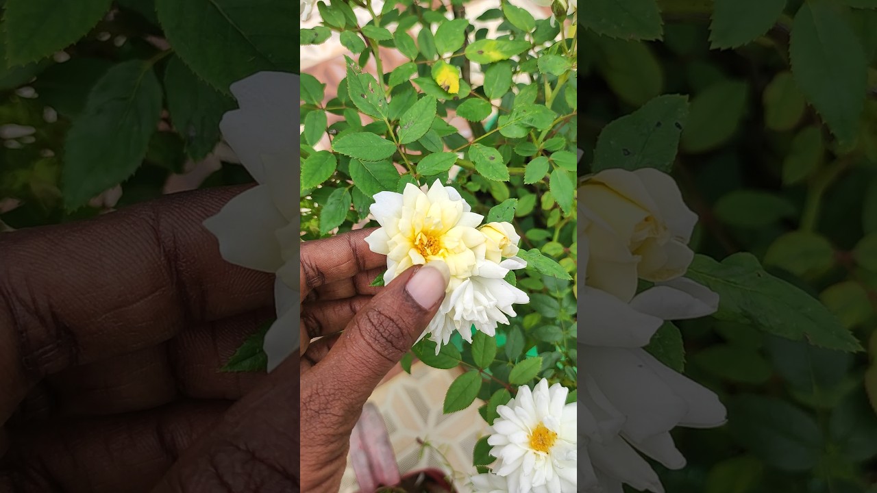 Rose | terrace gardening | yellow fairy rose #rose #terracegardening # ...