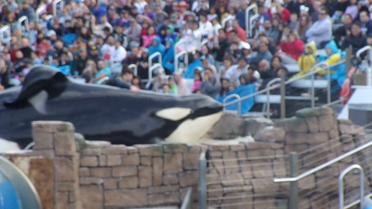 Sea worlds orca show - YouTube