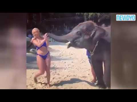 Bikinili kızın yavru fille imtihanı