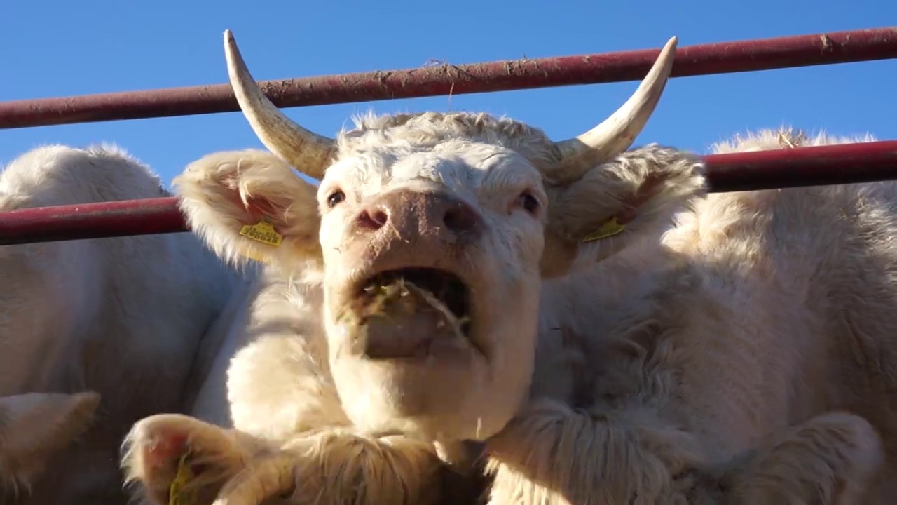 Farma Beckov - prezentační video 2020 - YouTube