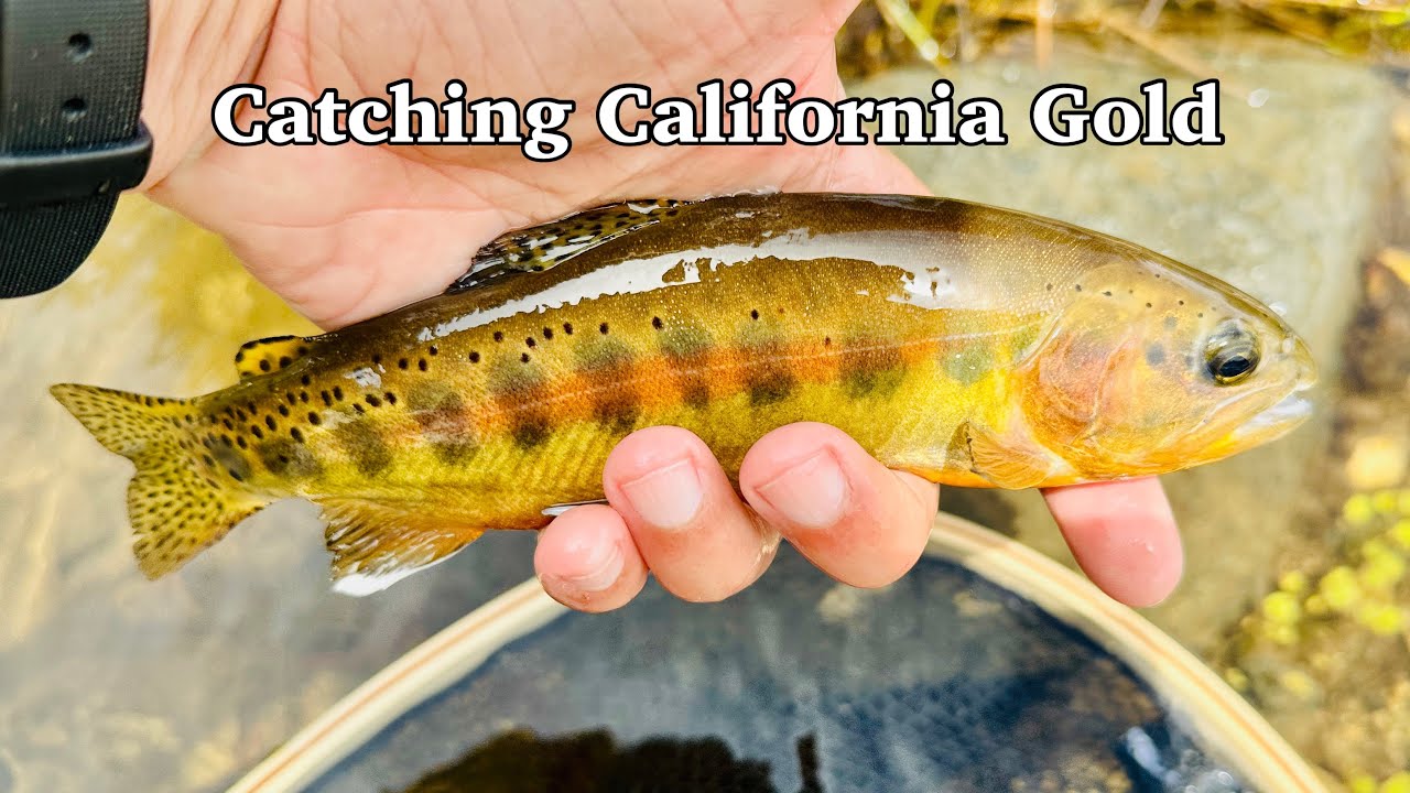 LEGENDARY FISH!!! | CALIFORNIA GOLDEN TROUT | Camping & Fishing EASTERN ...