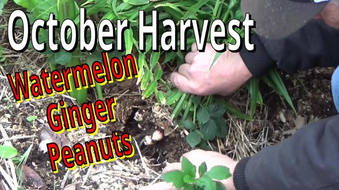 Oklahoma Watermelon, Ginger and Peanut Harvest Before The Freeze 10 27 ...