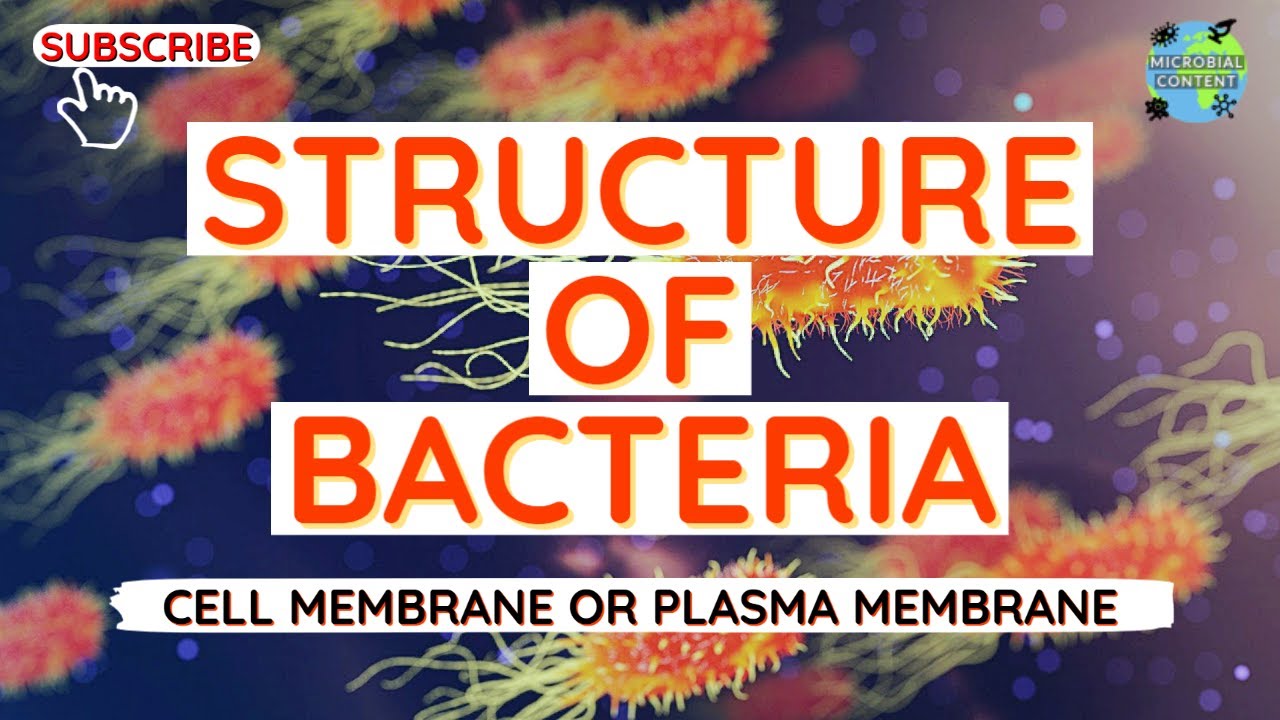 STRUCTURE OF BACTERIA | PLASMA MEMBRANE | MICROBIOLOGY | B.Sc ...
