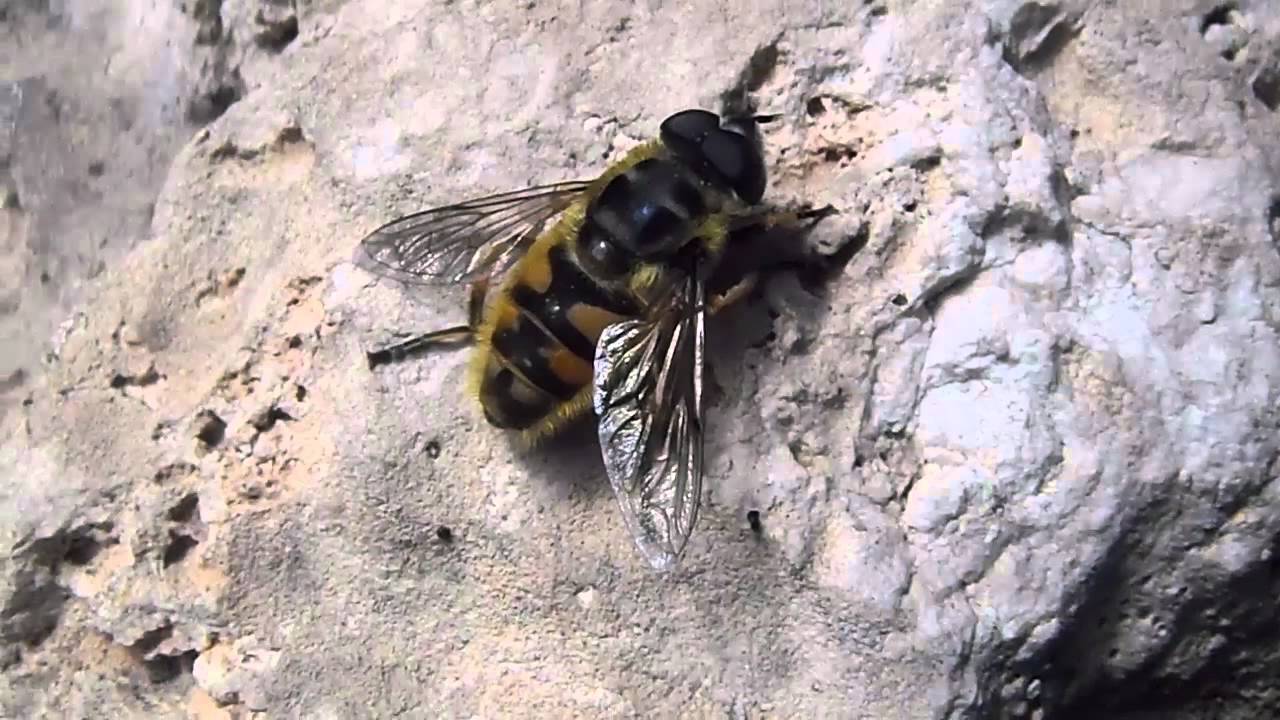 Mosca abeja (Eristalis tenax) - YouTube
