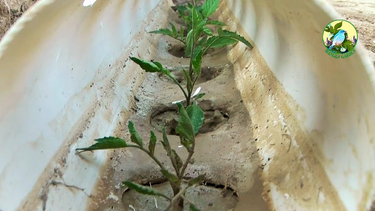 pvc pipe easy water system for home gardening idea - YouTube