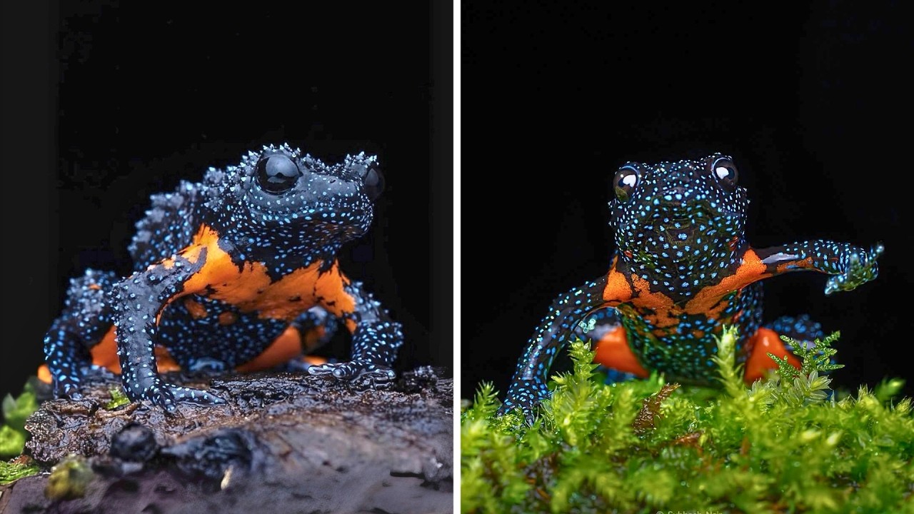 Galaxy Frog 🐸 The COSMIC Looking Frog! - YouTube