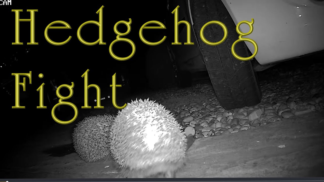 Hedgehog Fight - YouTube