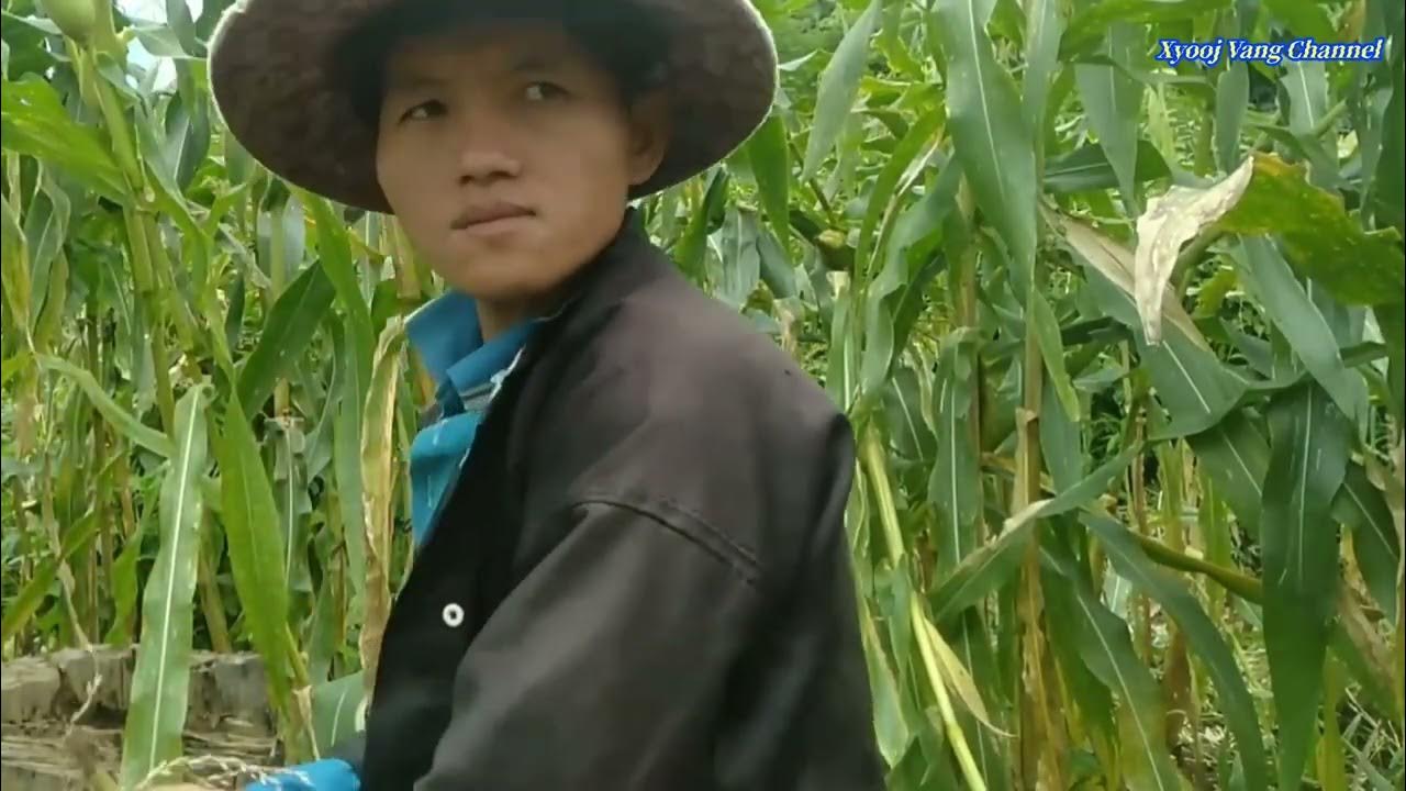 Hmoob Lub Neej Ntais Pob Kws - YouTube