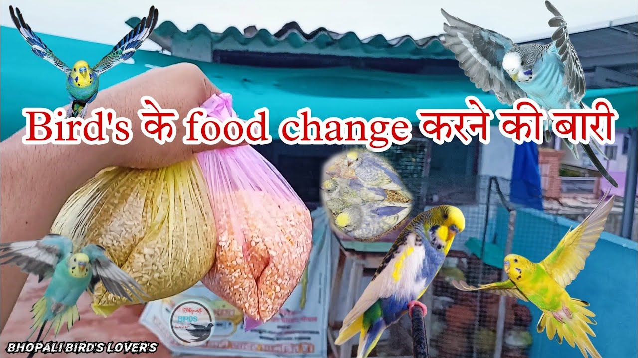 Bird 🕊️ ki food series kese start karen// ये खिलाइए इन्हें #birds - YouTube
