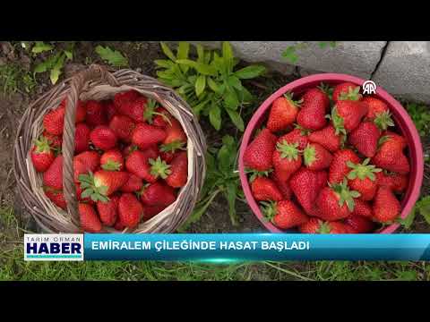 Emiralem çileğinde hasat başladı