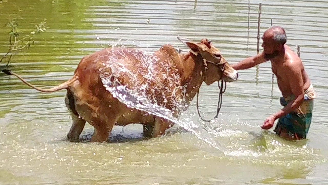 The village farmer is bathing his cows in a local pond | Village Life ...