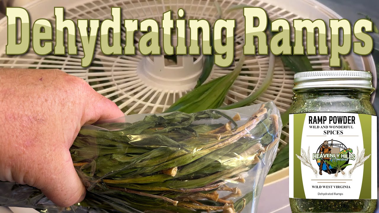 How to make Ramp Powder!! | Have Ramps year round with this trick ...