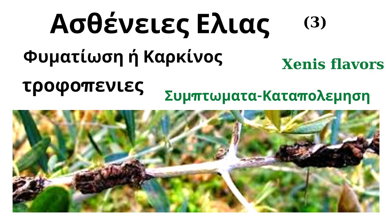 Καρκινος ή Φυματιωση Ελιας-Τροφοπενιες ΚΑΛΙΟΥ-ΒΟΡΙΟΥ. Συμπτωματα κ ...