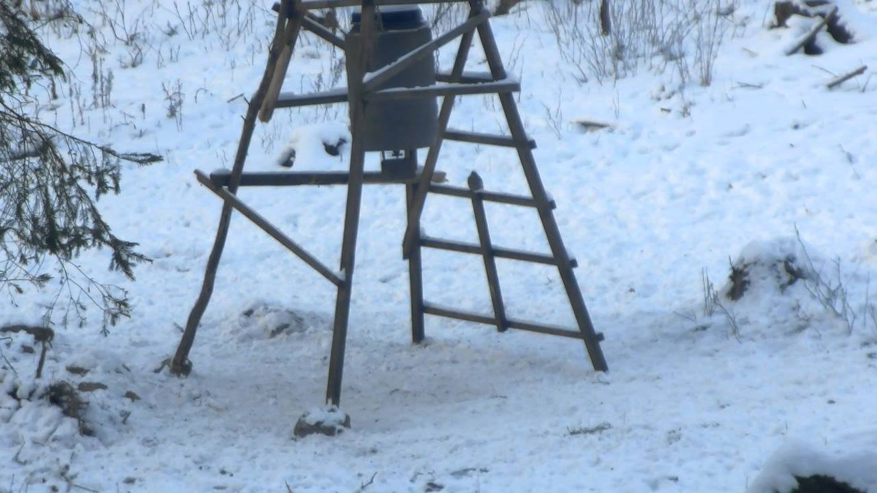 Bird explosion - YouTube