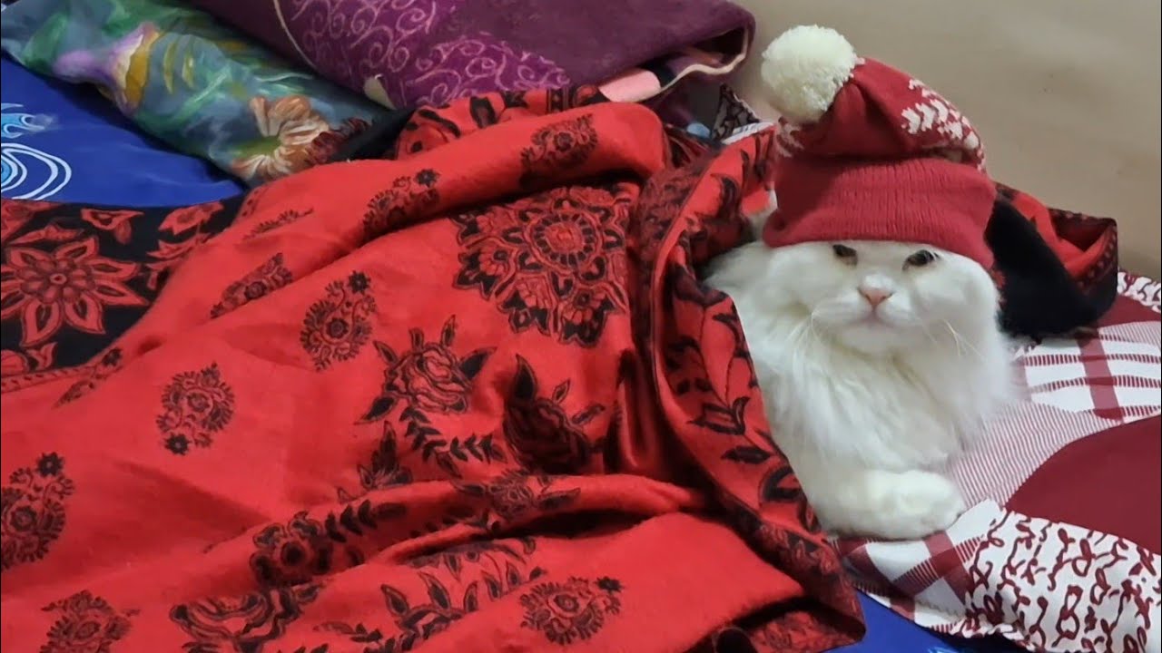 A Rainbow Bridge Miracle and Grace the cat 2nd Adoption day! - YouTube
