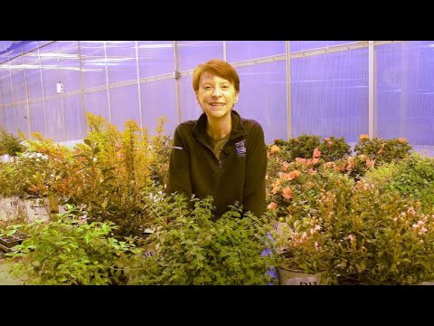 New Shrubs 2022 - Perfecto Mundo Epic Coral™ and Perfecto Mundo Epic ...
