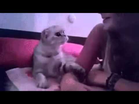 Dünyanın En Romantik Kedisi